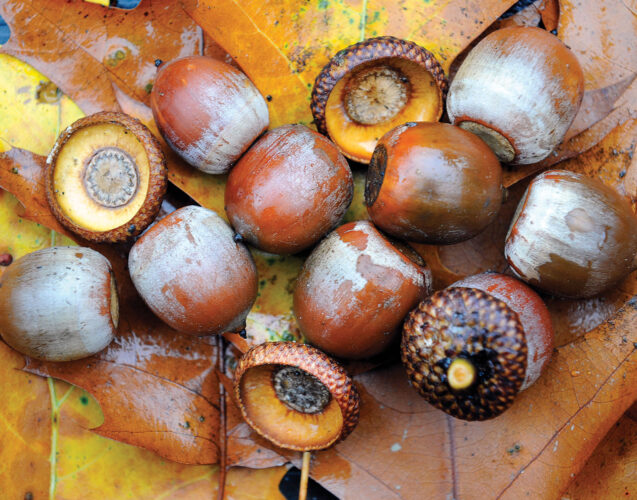 The Wild Acorn Kitchen – Mother Earth News